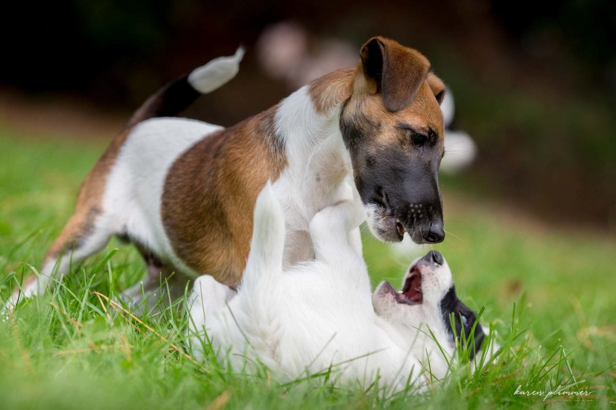 Benji - Tamsam Fox Terriers