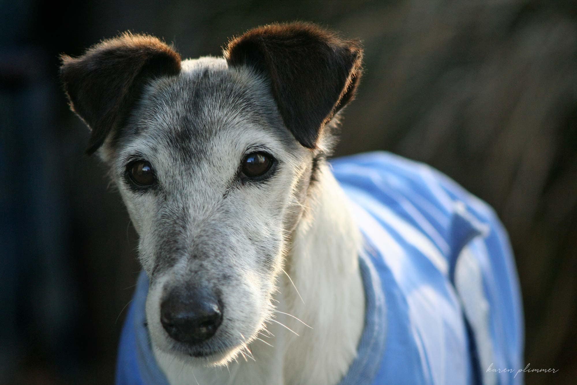 Flame - Tamsam Fox Terriers
