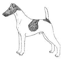 Breed Standard - Tamsam Fox Terriers