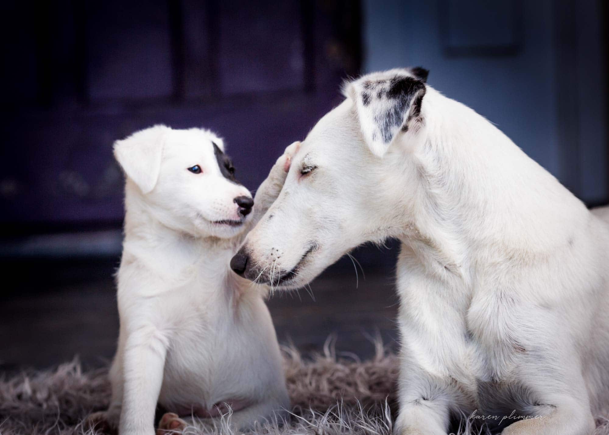 Mint - Tamsam Fox Terriers